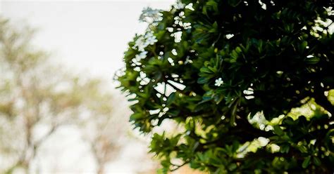 Nature Ghmyのイラスト Pixiv