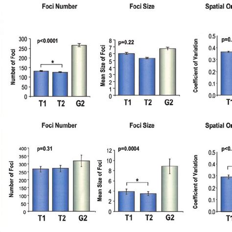 Runx2 Foci Are Equally Segregated To Progeny Nuclei With Restoration Of