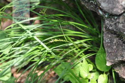 三阳薹草图册 360百科