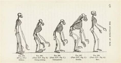 How Did Humans Evolve From Their Ape Ancestors