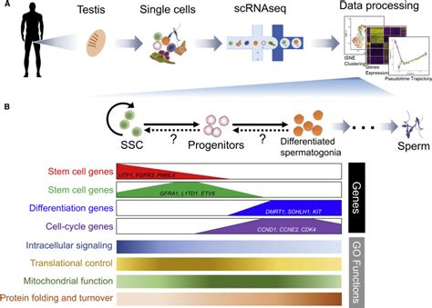 Human Spermatogonial Stem Cells Scrutinized Under The Single Cell Magnifying Glass Cell Stem Cell