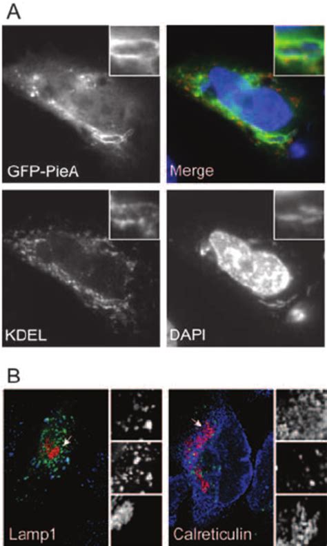 Gfp Piea And Kdel Co Localize On The Membrane Of Download Scientific Diagram