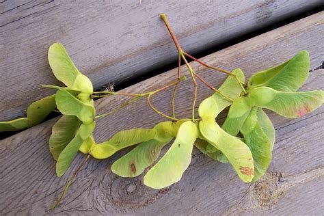 How To Grow Trees From Seed Garden Guides