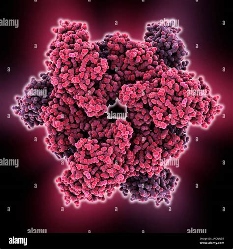 Atp Sulfurylase Molecule Computer Model Showing The Structure Of An Atp Sulfurylase Atps