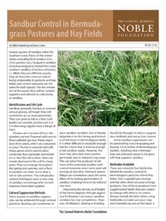 Sandbur Control In Bermuda­ Grass Pastures And Sandbur Control In