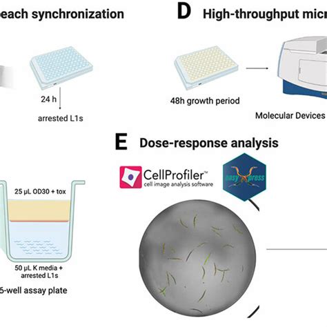 High Throughput Microscopy Assay Enables Rapid Analysis Of C Elegans