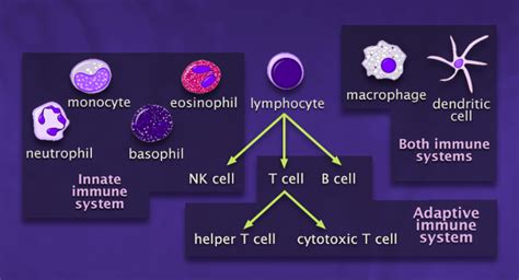 Innate And Adaptive Immune System Immunology Infographic With Cell My