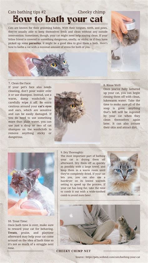 Kitten Age Chart Artofit