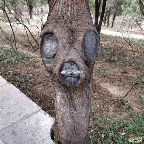 样子最奇怪的人长得奇怪的人图片长相奇怪的人图片大山谷图库