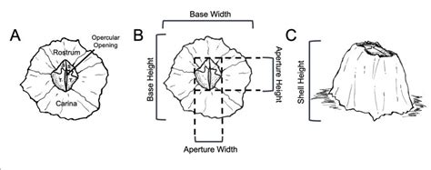 Barnacle External Anatomy And Body Size Metrics A Barnacle Shell