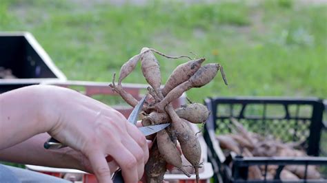 The Gardener Sorts Out Dahlia Tubers Plant Root Care Dahlia Tubers On