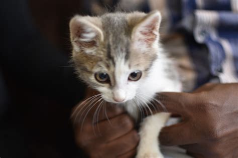 Pussy Cat Kitten Free Photo On Pixabay Pixabay