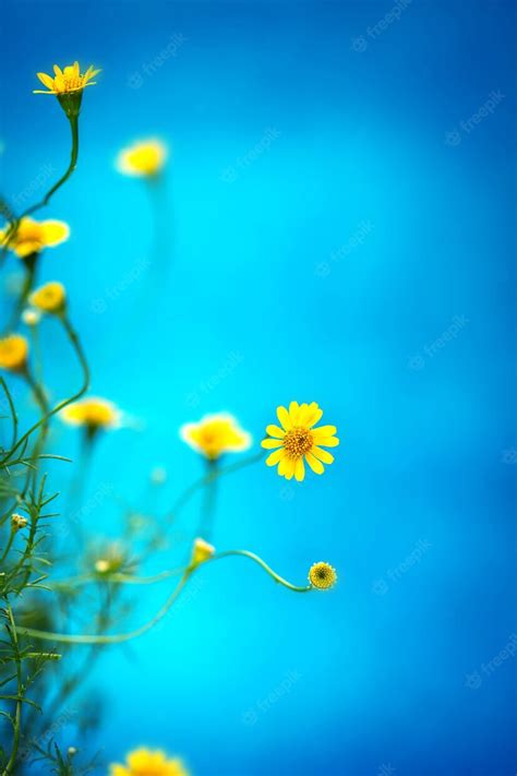 دانلود بک گراند آبی با گل زرد Small Pretty Yellow Daisy On Blue