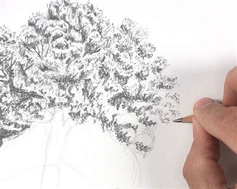 How To Draw A Tree With Leaves In A Surprisingly Familiar Way Let S Draw Today Tree Drawing