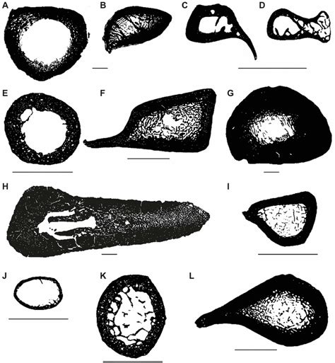 Selection Of Binary Images Produced For The Compactness Analysis Download Scientific Diagram