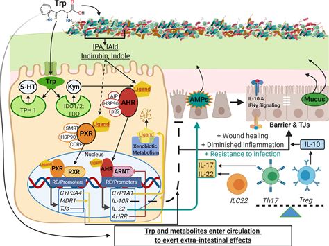 Tryptophan Structure At Ph 7