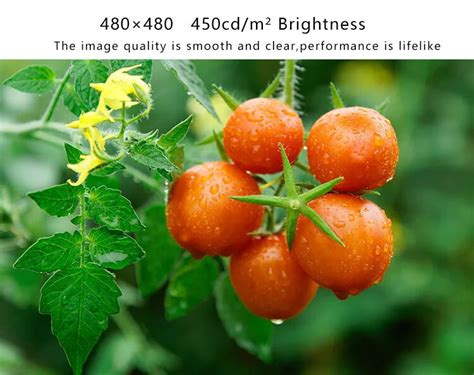 2 1 Inch LCD Display 480x480 SPI 4 BIT Interface IPS LCD Screen For Handheld PDA YOURITECH