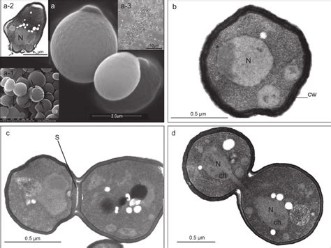 A B C D Blastoconidia Of Candida Albicans 82 Grown In Yepd