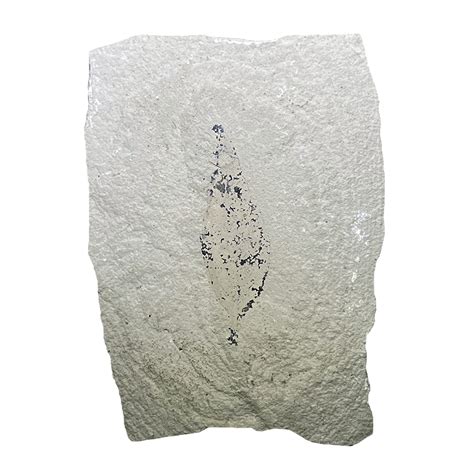 Leaf Fossil Crystalcaveindia