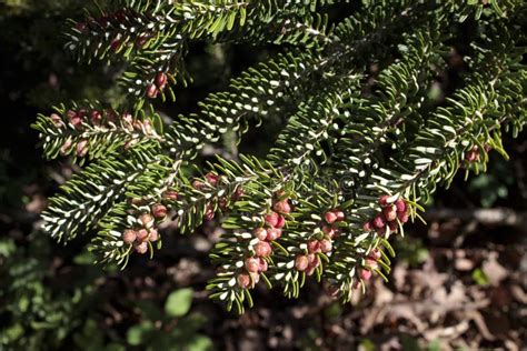 Female And Male Cones Of A Spruce Tree After Pollination Stock Image Image Of Branch Conifer