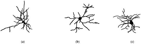 Fractal Fract Free Full Text Multifractal Analysis Of Neuronal Morphology In The Human