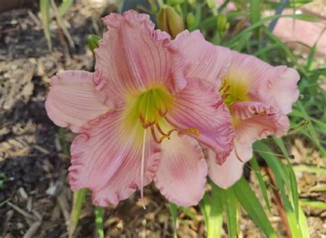 Daylilies Victoria County Master Gardener Association