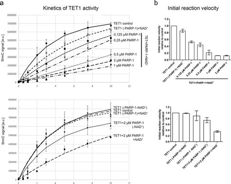 Influence Of Parylatyion On Tet1 Activity In Vitro A Kinetics Of Tet Download Scientific