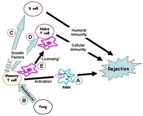 Memory T Cells How Might They Disrupt The Induction Of Tolerance PMC