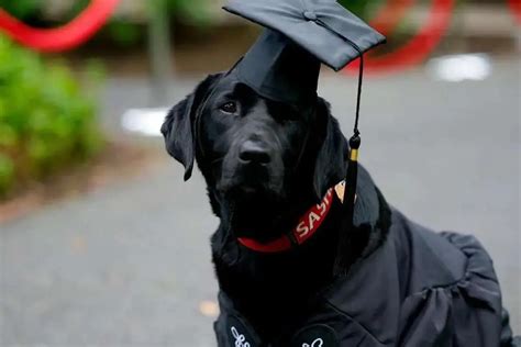 عکس؛ ساشا، سگ پلیس در مراسم فارغ‌التحصیلی دانشگاه هاروارد