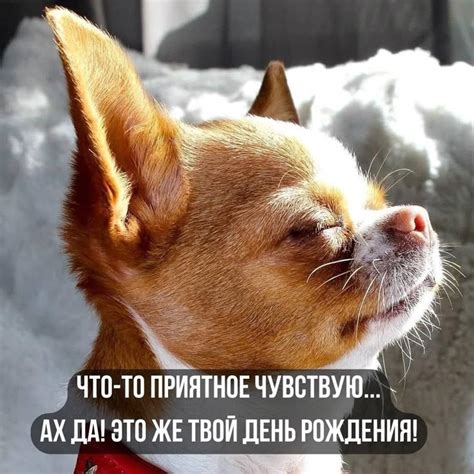 Прикольные картинки с днем рождения с веселыми надписями и шутками Regali Scherzo