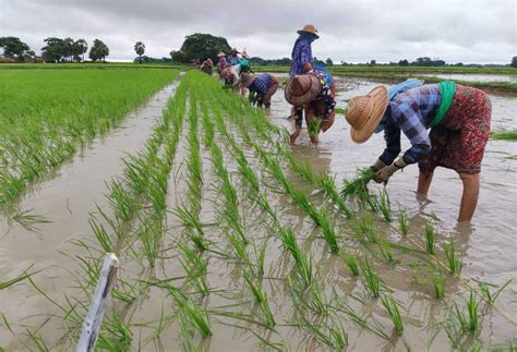 ပြည်မြို့နယ်တွင် ယခုနှစ် နွေစပါးစိုက်ဧက လျာထားချက်ထက် ဧက ၆၀၀ ကျော် ပိုမိုစိုက်ပျိုးနိုင