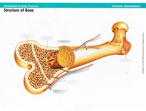 Structure Of Bone Diagram Quizlet
