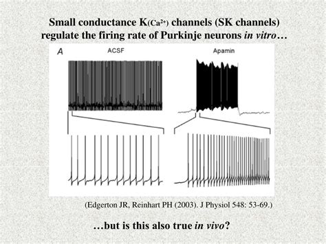 Ppt Simulating In Vivo Like Synaptic Input Patterns In Multicompartmental Models Powerpoint