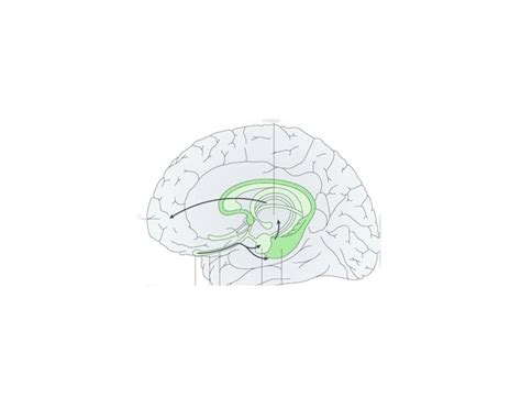 Primary Olfactory Cortex And Association Cortex Quiz