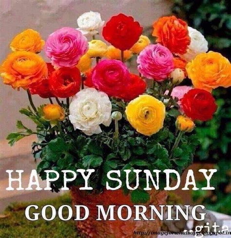 Image For Whatsapp Image For Apps Good Morning Happy Sunday Friends