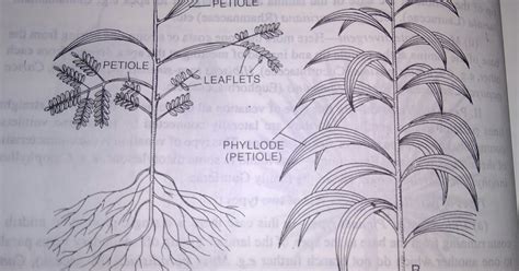 Leafmodification Of Leaf With Special Reference To Insectivorous