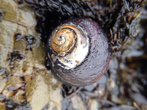 Marine Snail Species Sea Snail Njhw