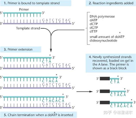 Gold standard of DNA sequencingSanger法测序双脱氧末端终止法 知乎