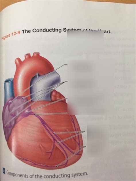 Intrinsic Conducting System Of The Heart And Associated Anatomy Diagram Quizlet