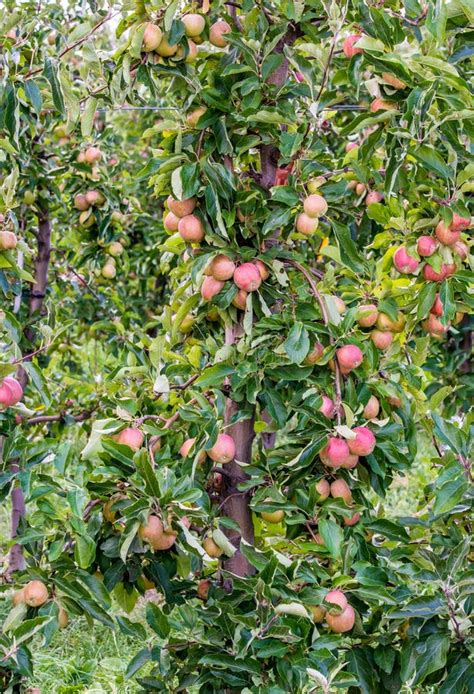Apple Tree With Many Apples On It Stock Image Image Of Garden Branch 266655807