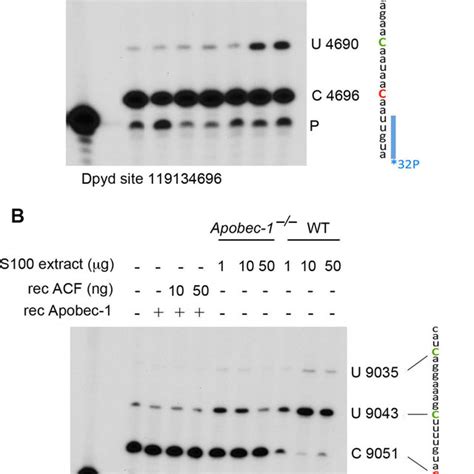 Rna Seq Identification Of Apobec 1 Dependent Rna Editing Targets A