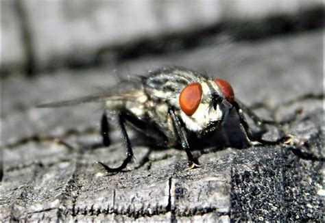 208 Bugguide