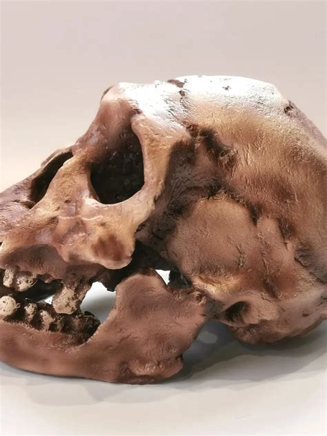 Homo Erectus Georgicus Skull Replica Full Size 3d Printed Hominid