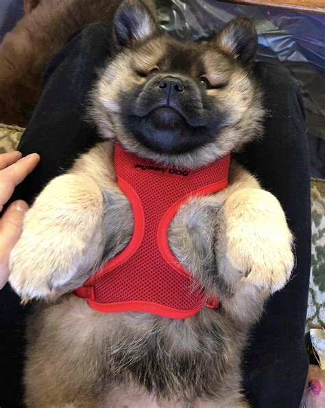 Why Does My Puppy Hate Her Harness At Jennifer Lyman Blog
