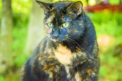 Tortoishell Cats Fascinating Facts About The Tortie Cat