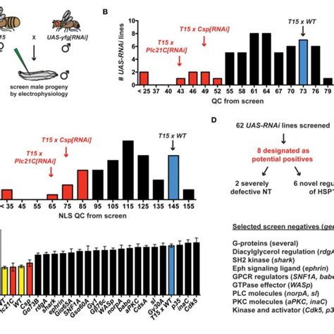 An Rnai And Electrophysiology Based Screen For Homeostatic Factors