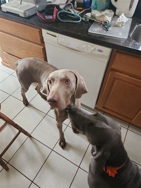 Solomon Great Lakes Weimaraner Rescue