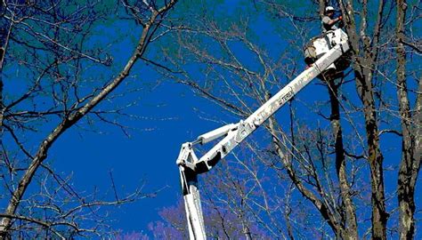 Heres A Guide To Trimming And Pruning Trees Red Cedar Inc