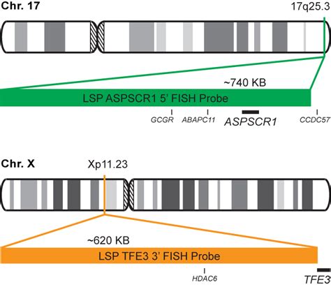 Aspscr1 Tfe3 Fusiontranslocation Fish Probe Kit Cytotest