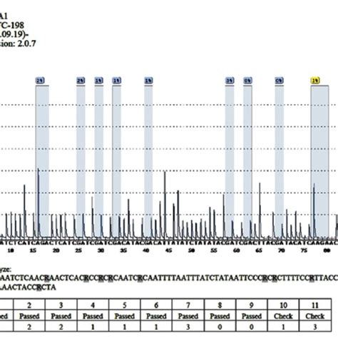 Example Of Pyrosequencing Results For Brca1 Gene Methylation Average Download Scientific